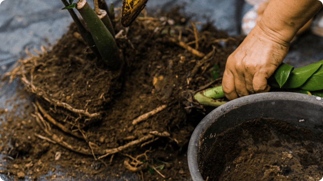 How to Make Worm Tea: The Definitive Guide (2023) | Urban ...